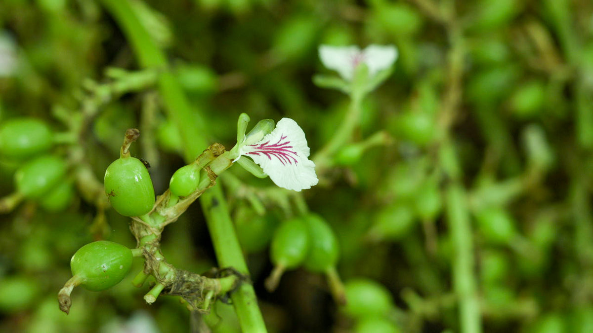 Cardamom Exporters in Kerala: The Spice Route of the World – Emperor ...